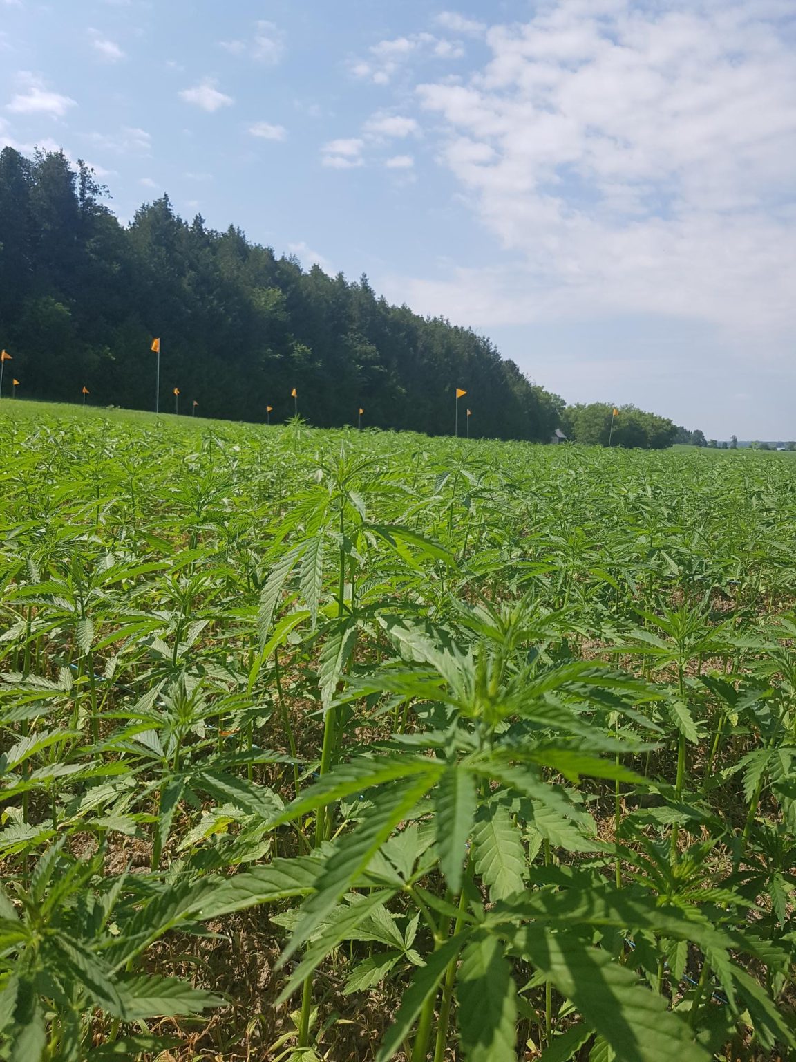 Hemp Trials – FarmForest Research